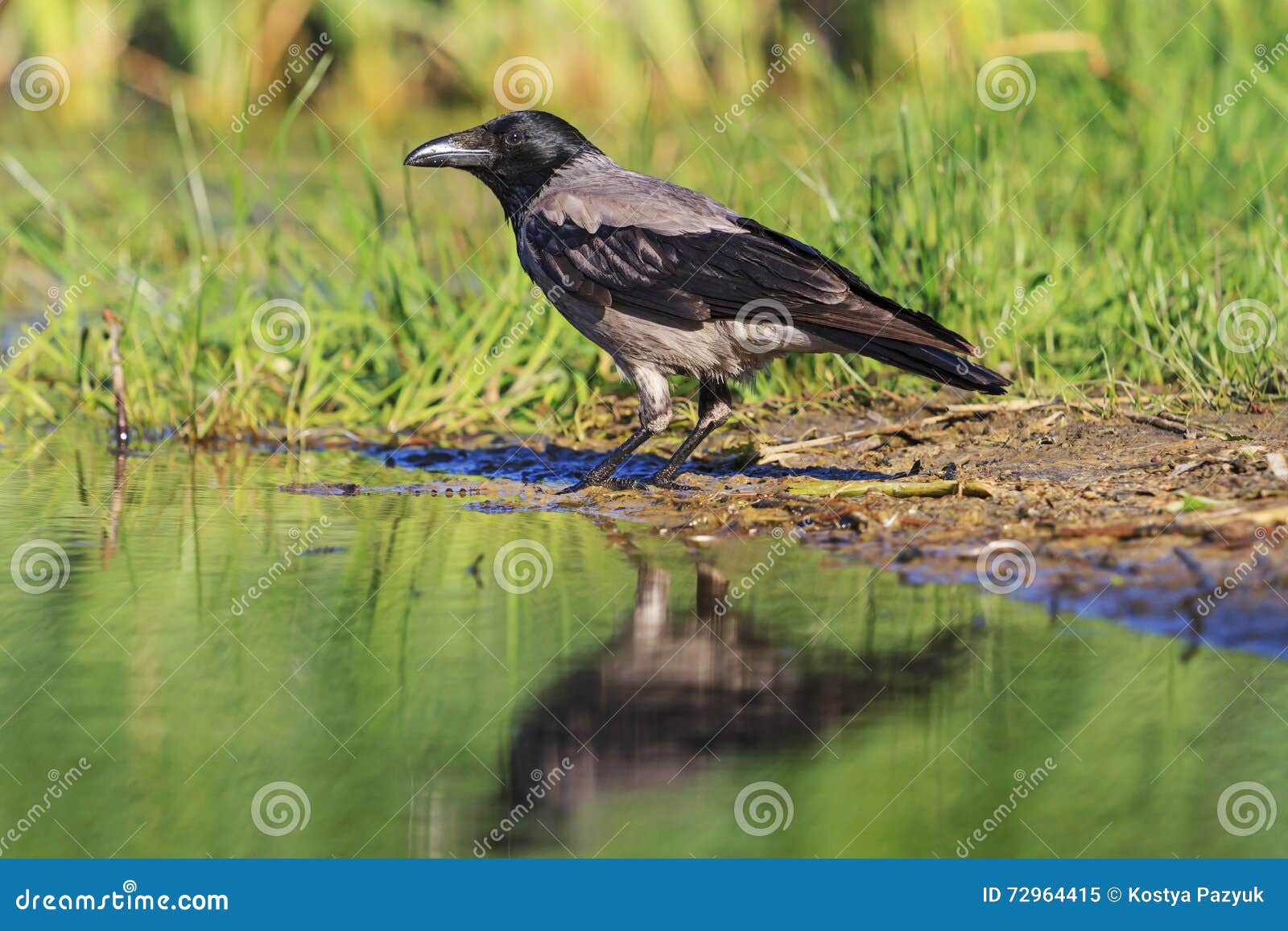 Hooded Crow and Reflection in the Lake Stock Image - Image of grass ...