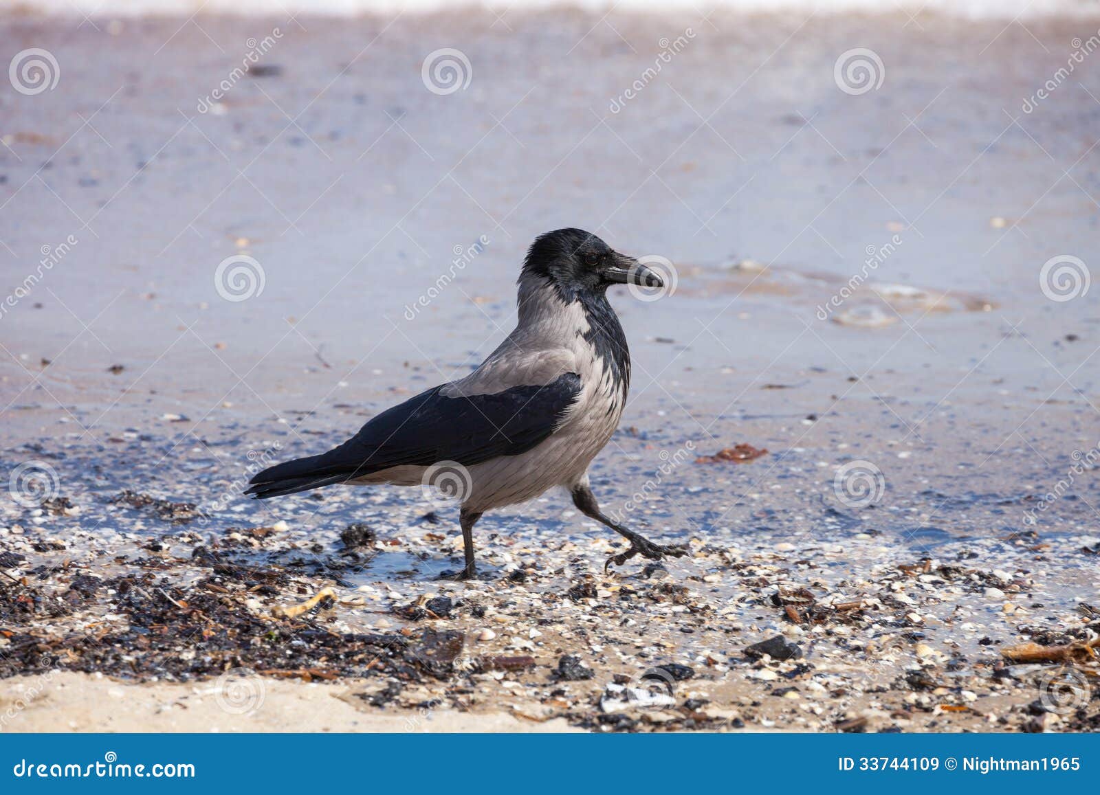 Hooded crow stock image. Image of ornithology, park, hoodedcrow - 33744109