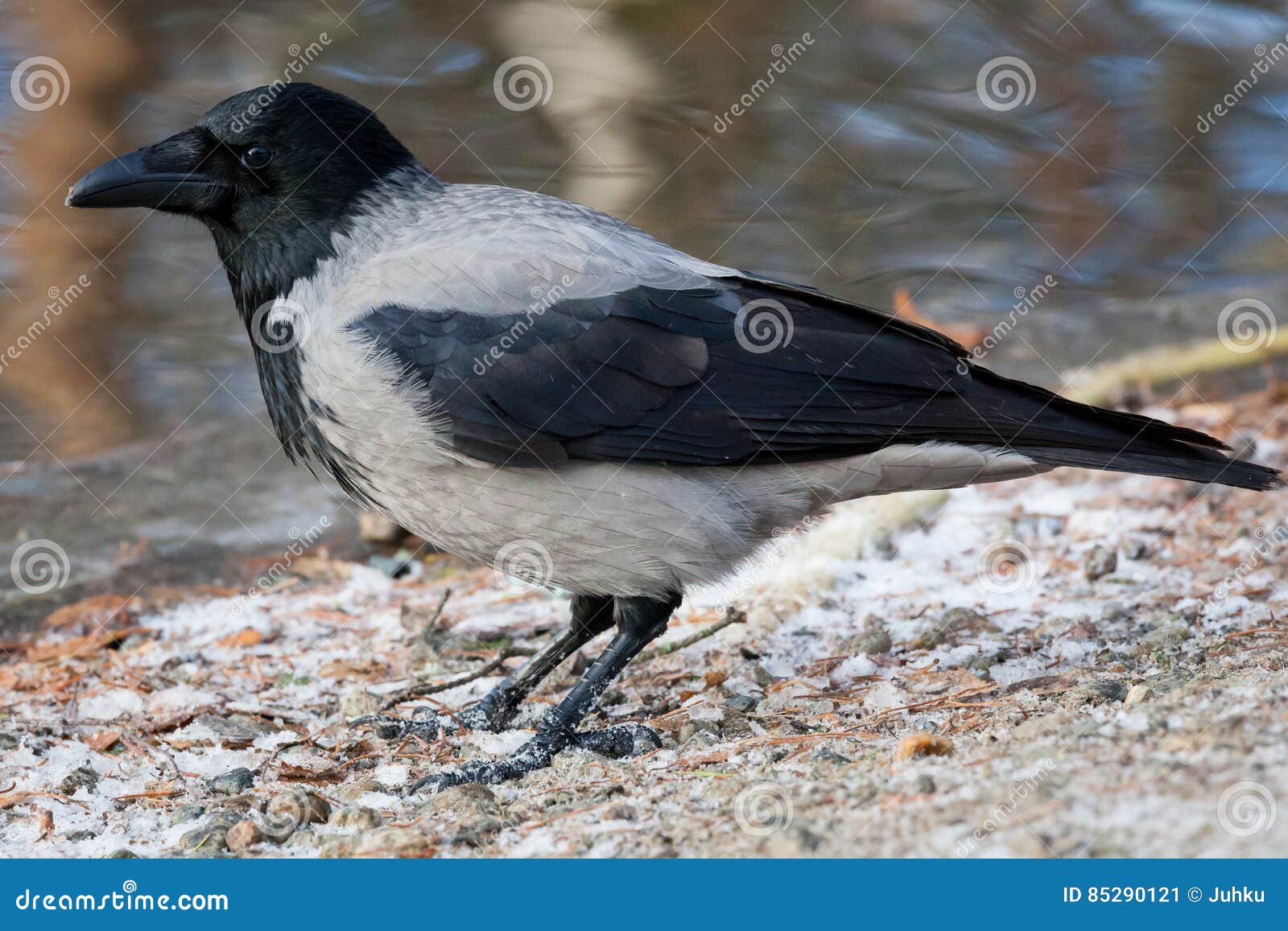 A Crow In Side Profile. Stock Photography | CartoonDealer.com #246183500