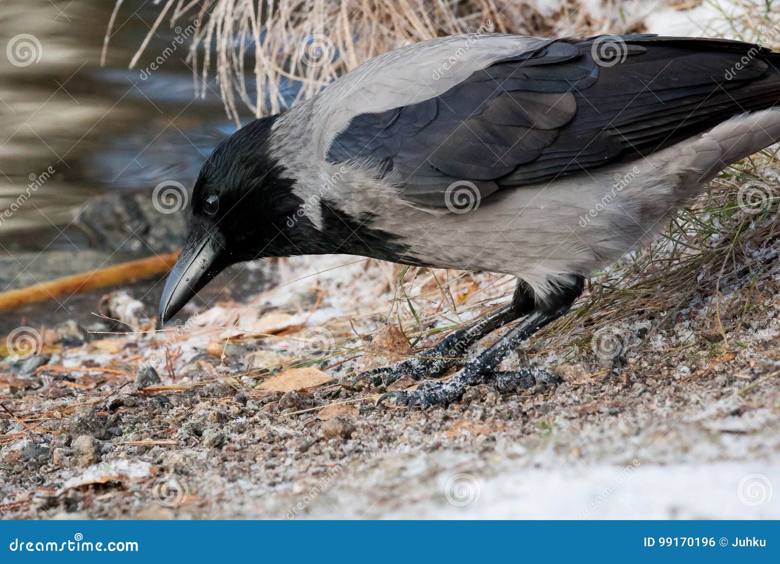 A Crow In Side Profile. Stock Photography | CartoonDealer.com #246183500