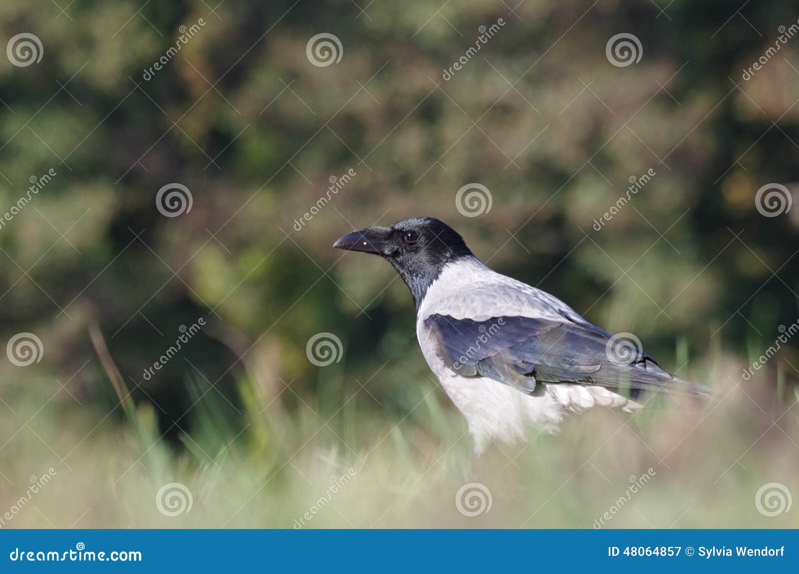 Hooded crow stock image. Image of hooded, corvus, outdoor - 48064857