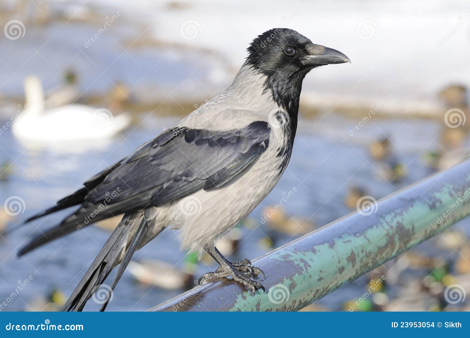 Hooded Crow Sitting on Rail Stock Photo - Image of eurasian, rail: 23953054