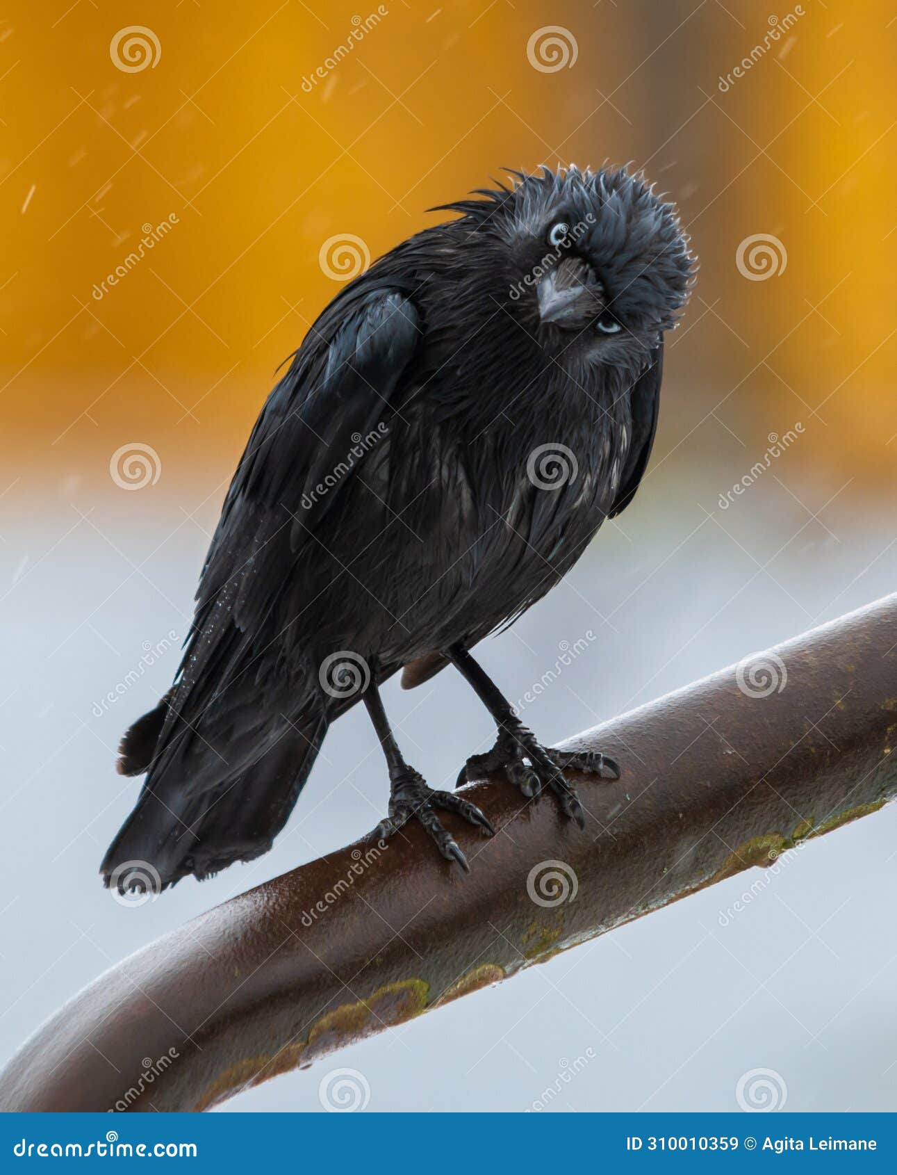 Hooded Crow Sitting on Rail . Stock Image - Image of eyes, crow: 310010359