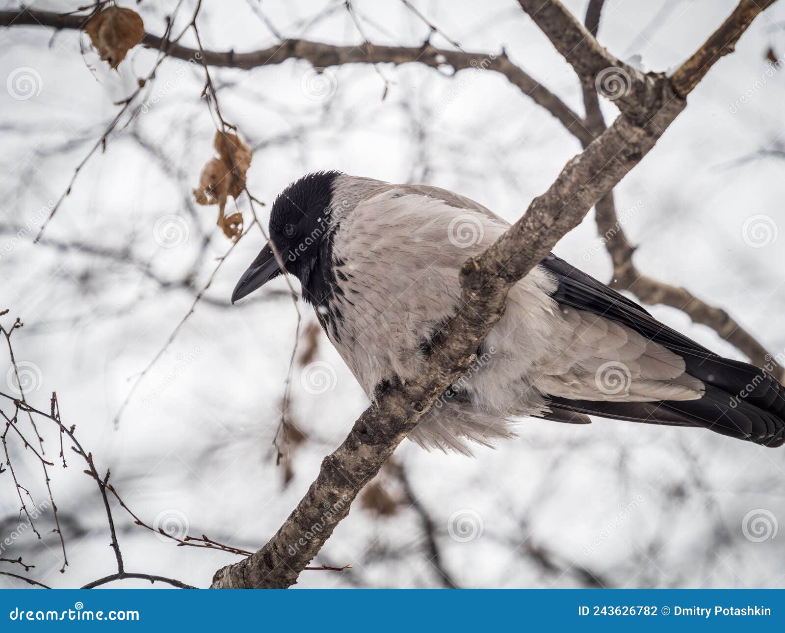 A Hooded Crow Sitting on a Tree Stock Photo - Image of raven, cornix ...