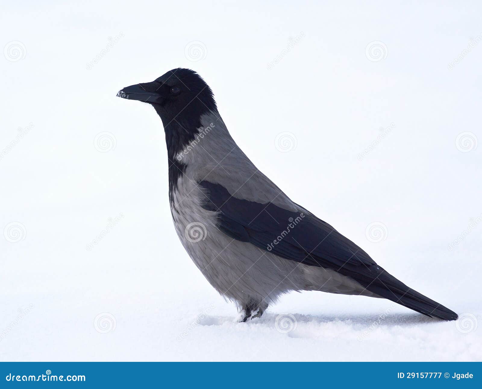Hooded crow in snow stock image. Image of wildlife, snow - 29157777
