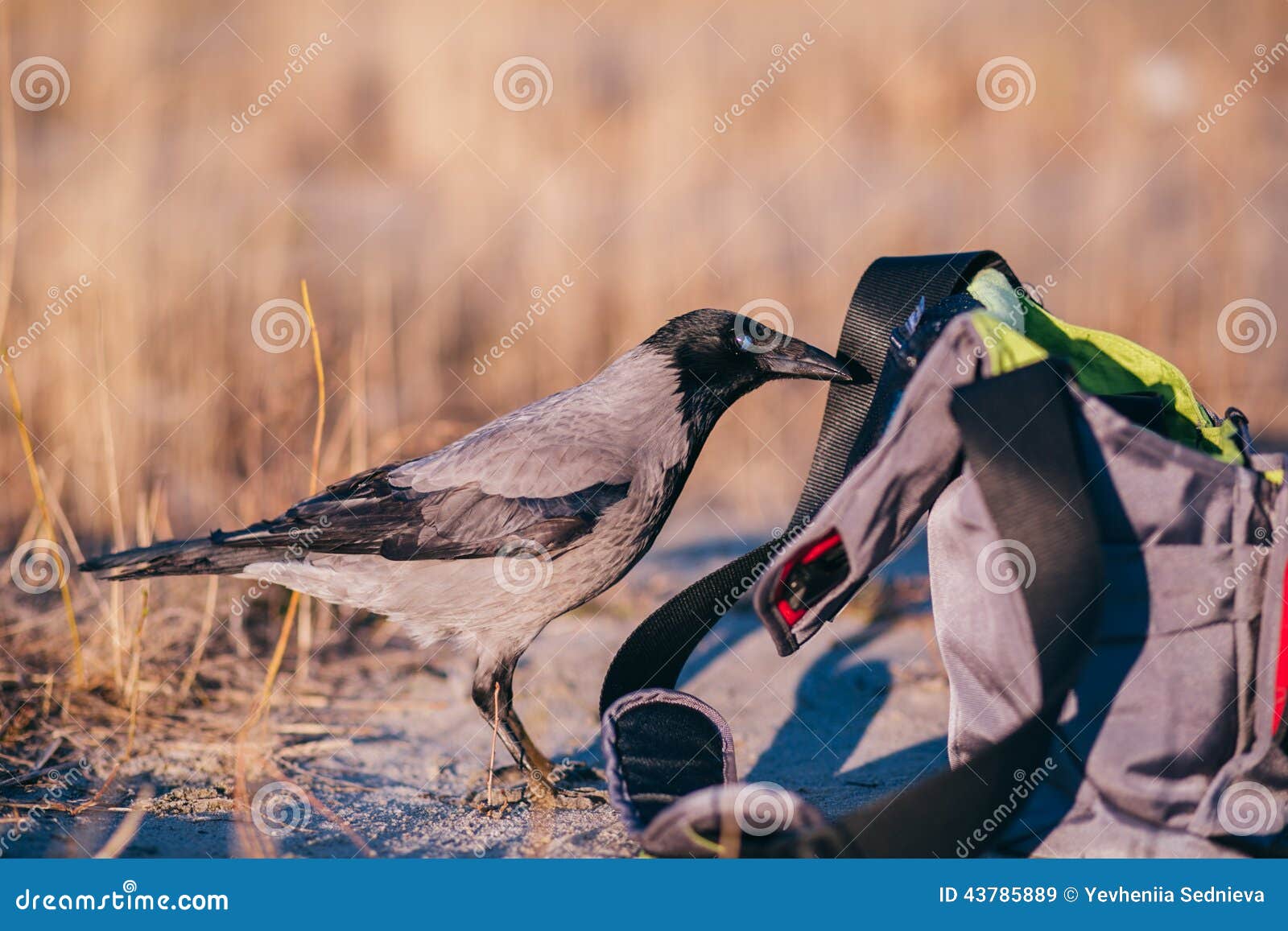 Hooded Crow Stealing Food from the Bag Stock Image - Image of biology ...
