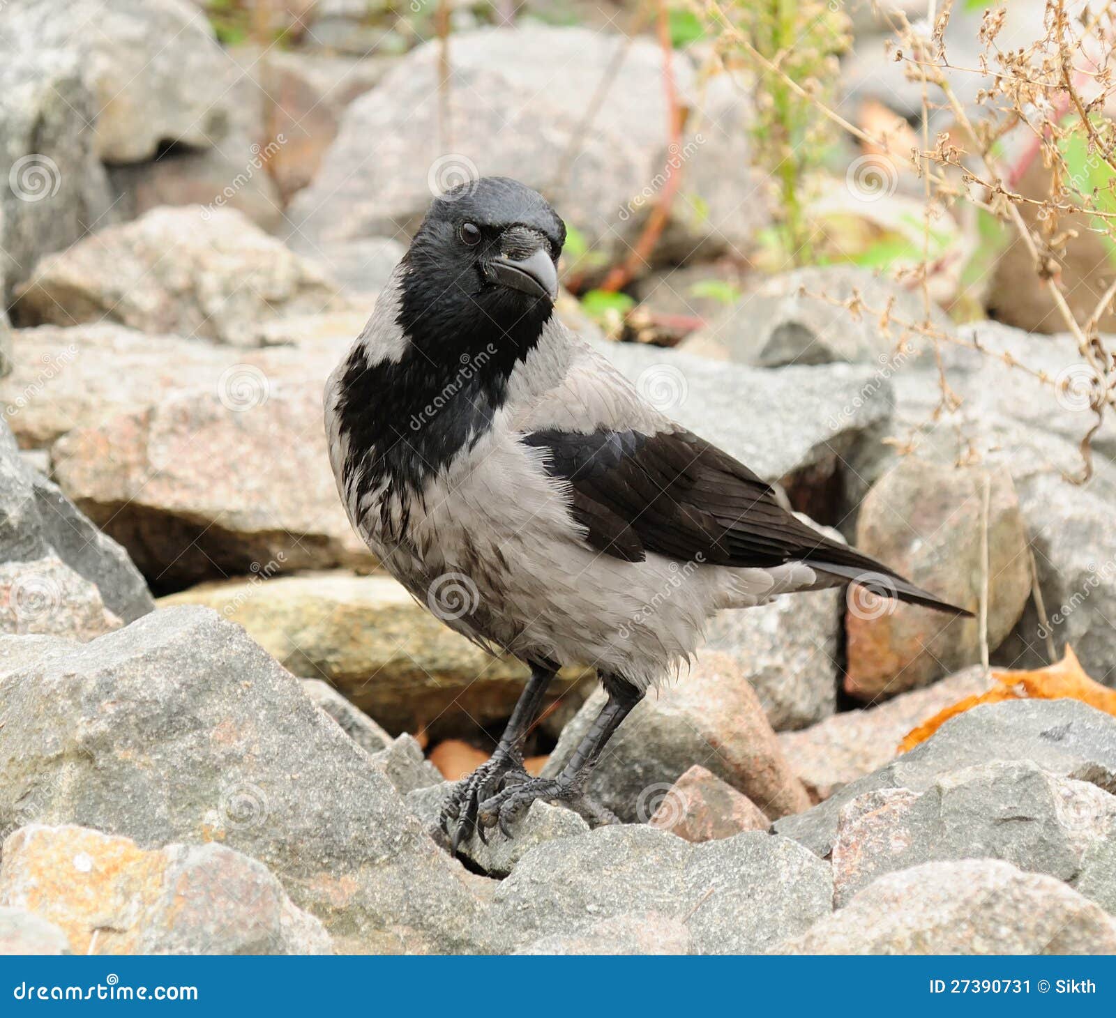 Hooded Crow on Stones stock image. Image of crow, cornix - 27390731
