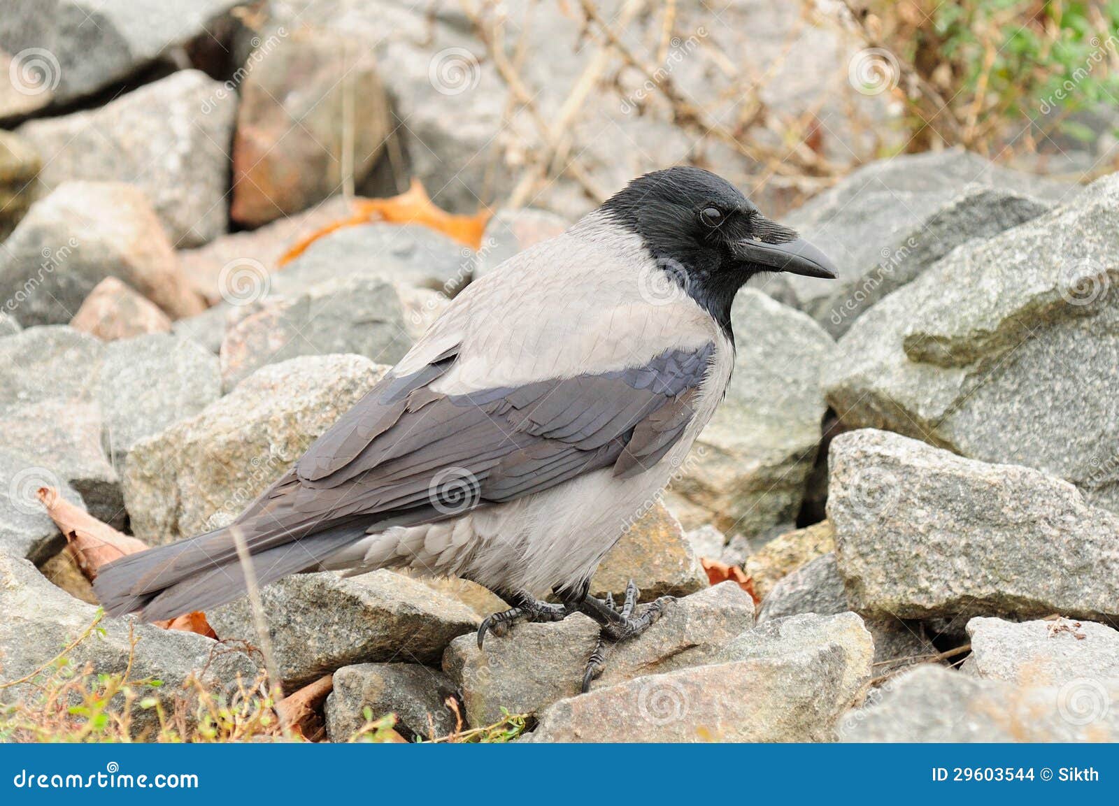 Hooded Crow on Stones Close-up Stock Photo - Image of stone, outdoor ...