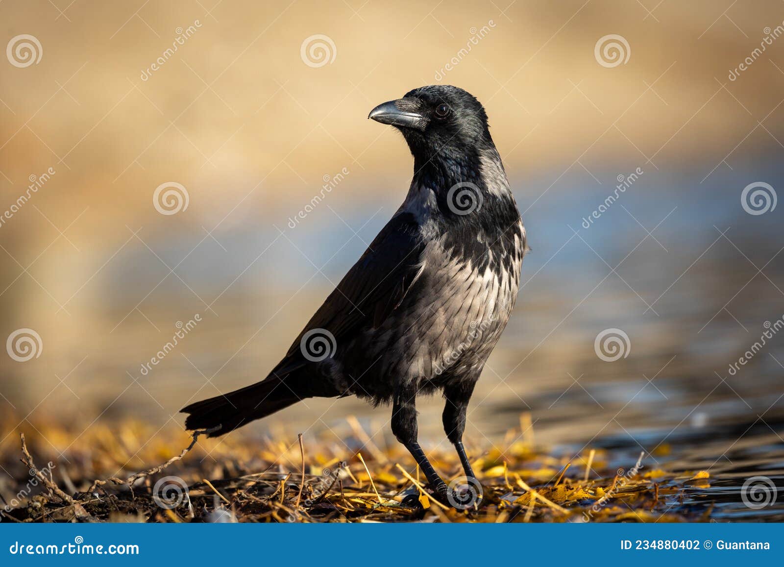 Hooded Crow Detailed Image in a Wonderful Morning Light Stock Photo ...