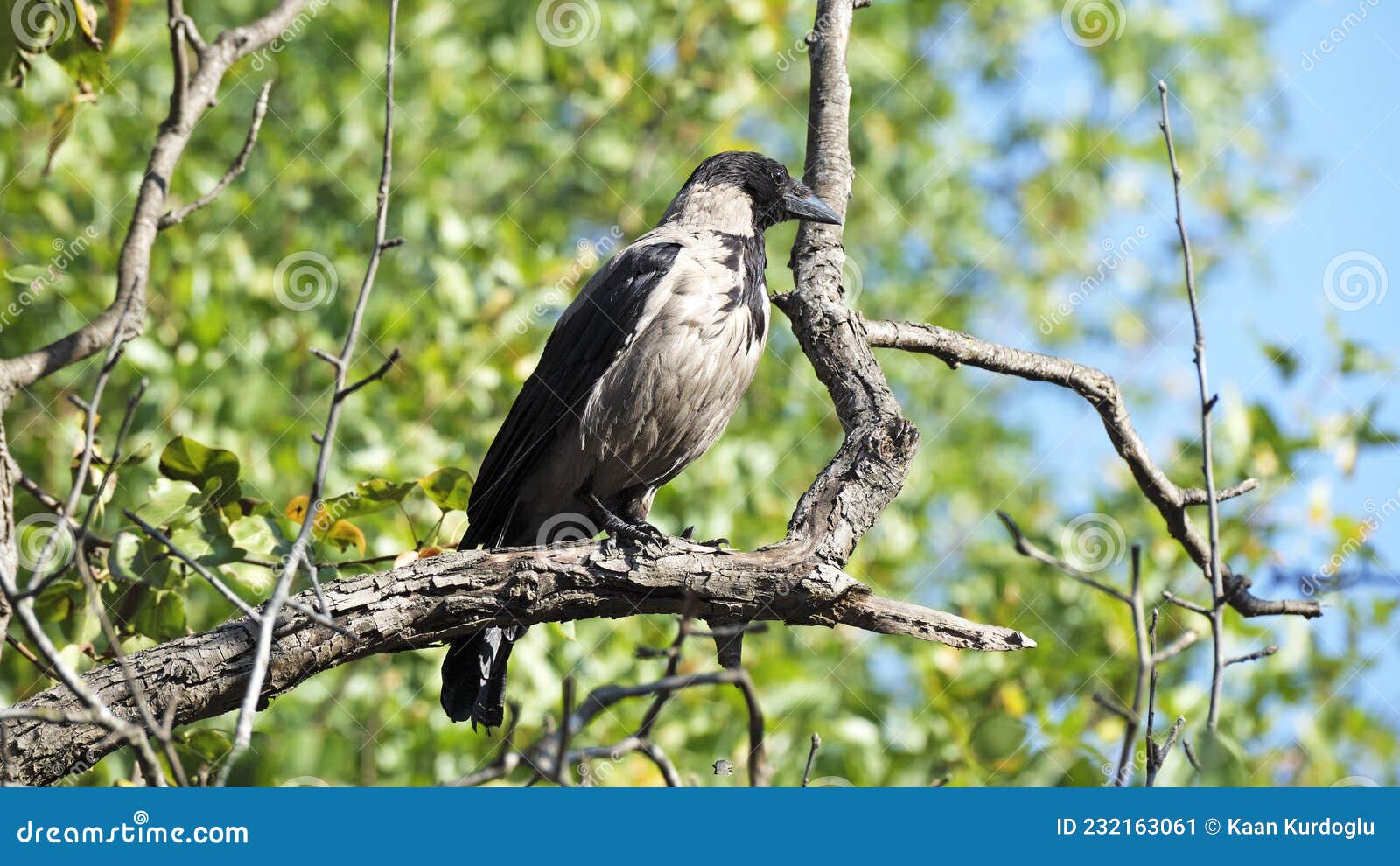 A hooded crow on a tree stock image. Image of background - 232163061