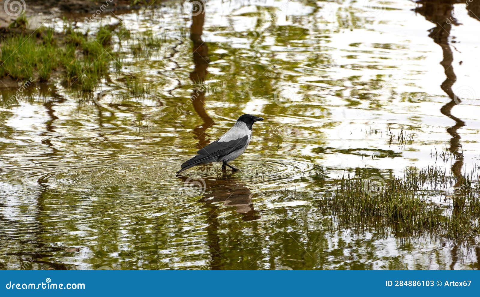 Hooded Crow Walking through a Puddle of Grass Stock Image - Image of ...