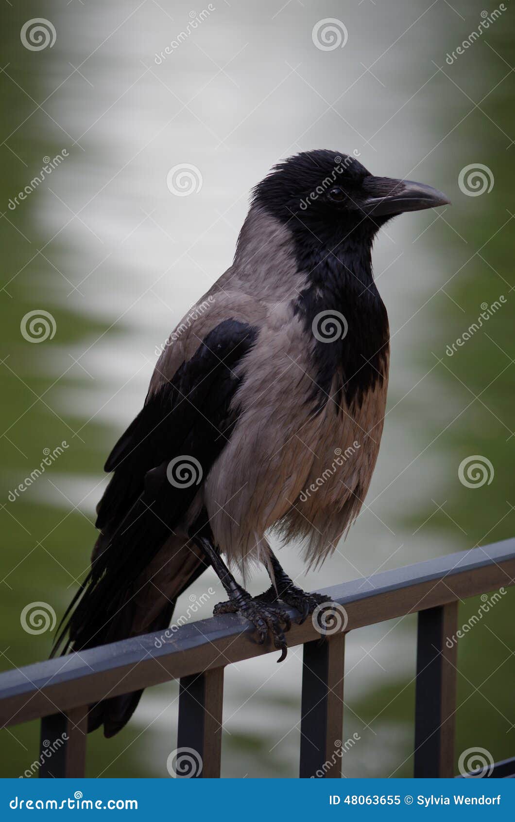 Hooded crow stock image. Image of sing, corvidae, light - 48063655