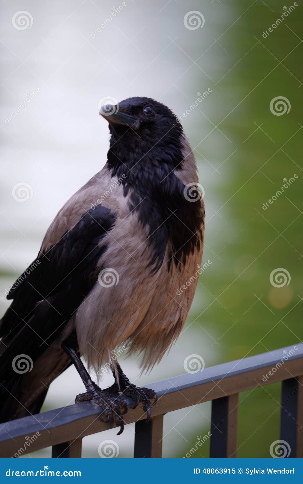 Hooded crow stock image. Image of german, birds, corvus - 48063915