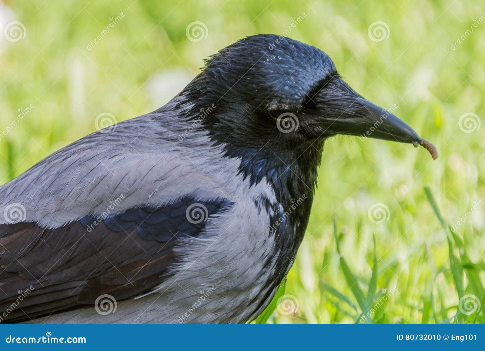 Hooded Crow with Worm Close-up Stock Photo - Image of forage, caught ...
