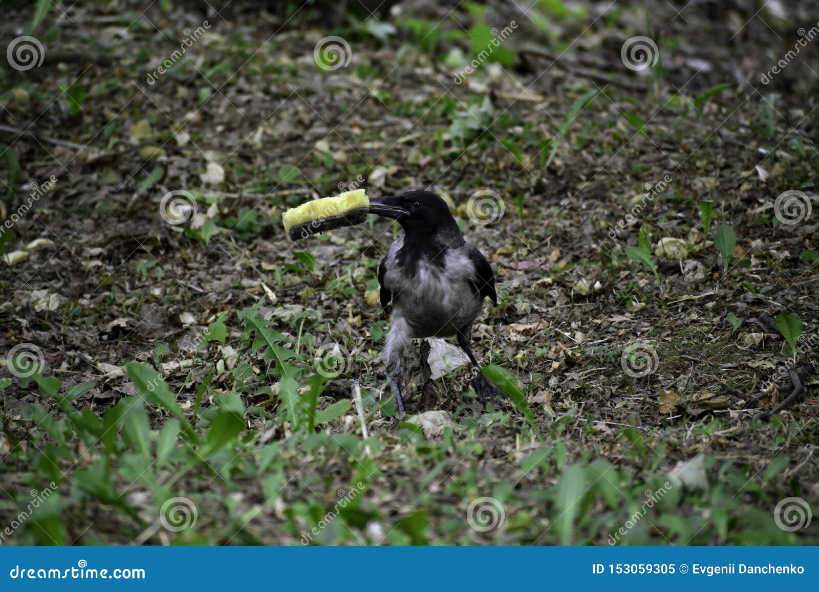 The Hooded Crown (corvus Cornix) Researches an Old Sponge Stock Image ...