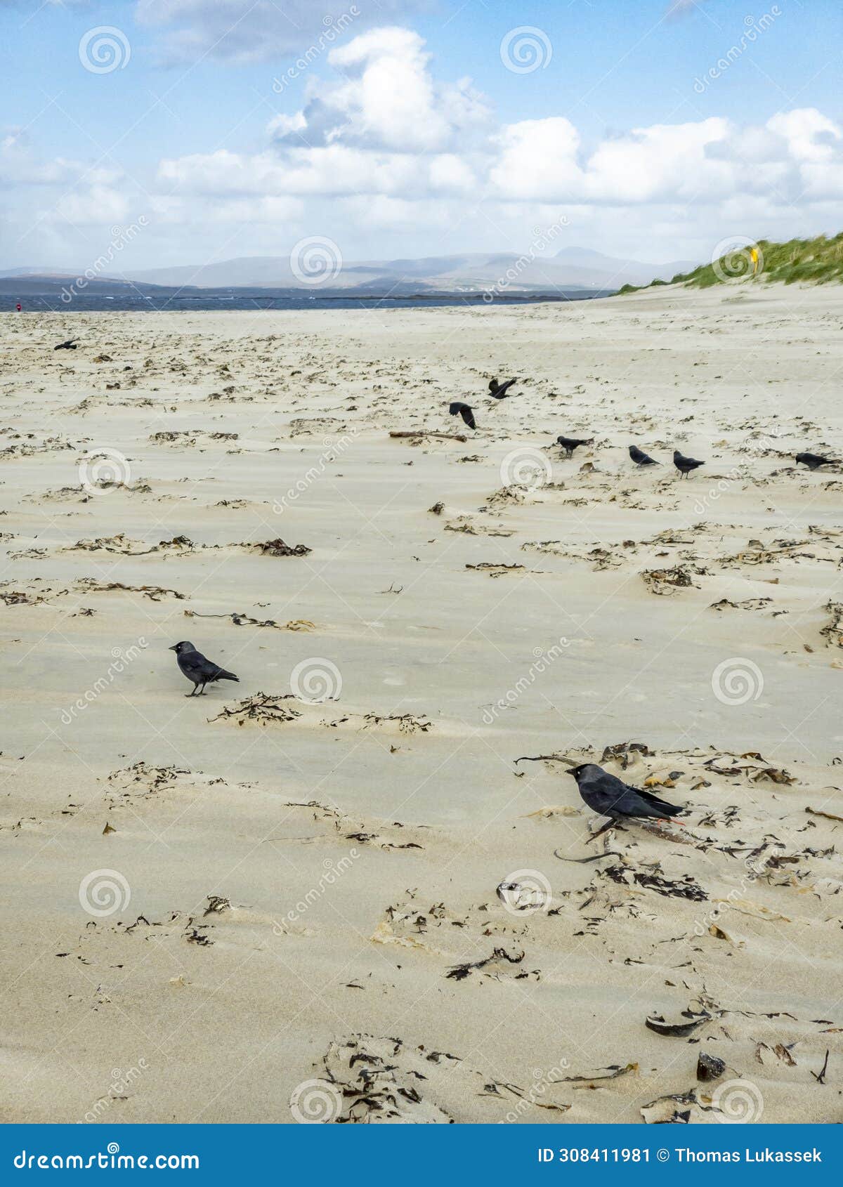 Hooded Crows, Corvus Cornix, Collecting Twigs on Beach in Ireland Stock ...