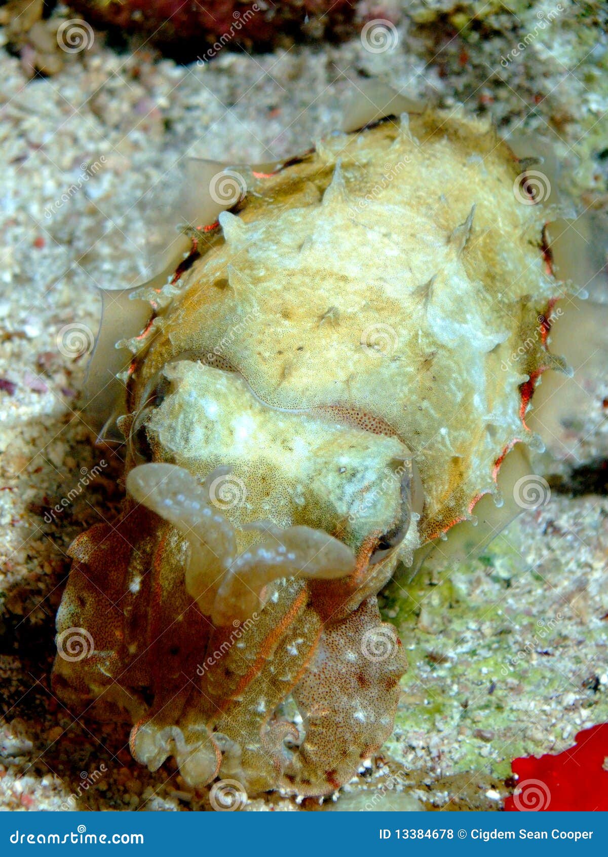 Hooded Cuttlefish stock photo. Image of ocean, marine - 13384678