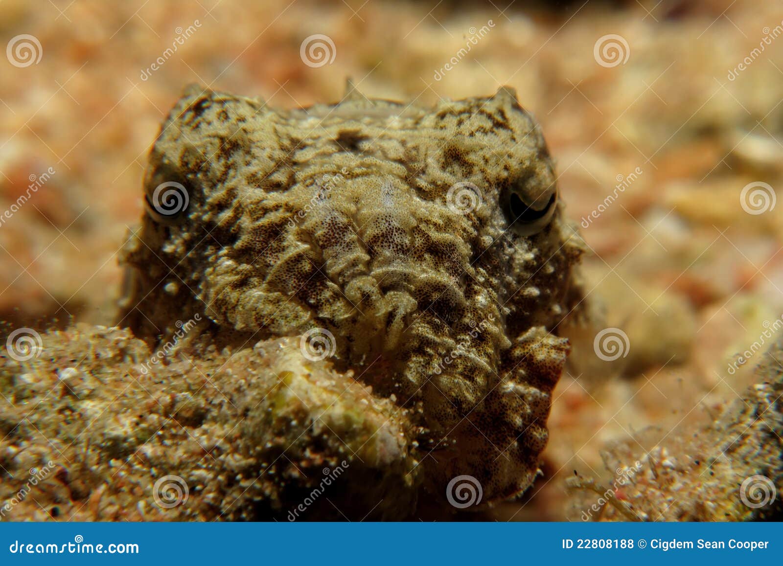 Hooded Cuttlefish stock photo. Image of snorkeling, cuttlefish - 22808188