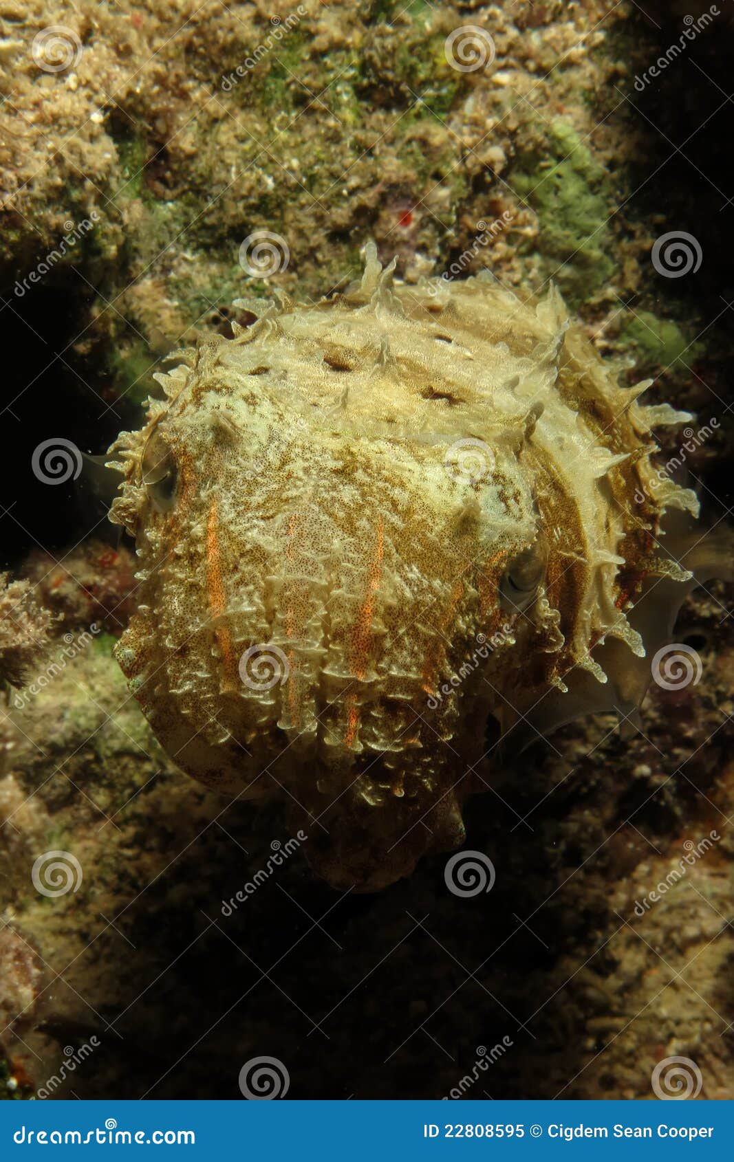 Hooded Cuttlefish stock image. Image of depth, nature - 22808595