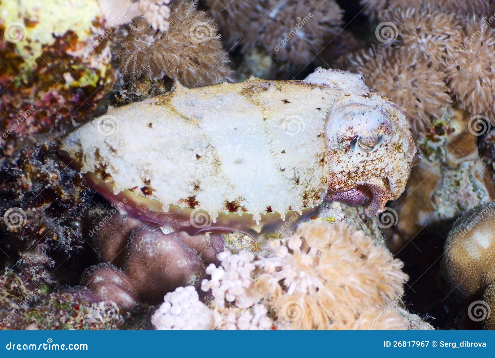 Hooded cuttlefish at night stock image. Image of saltwater - 26817967