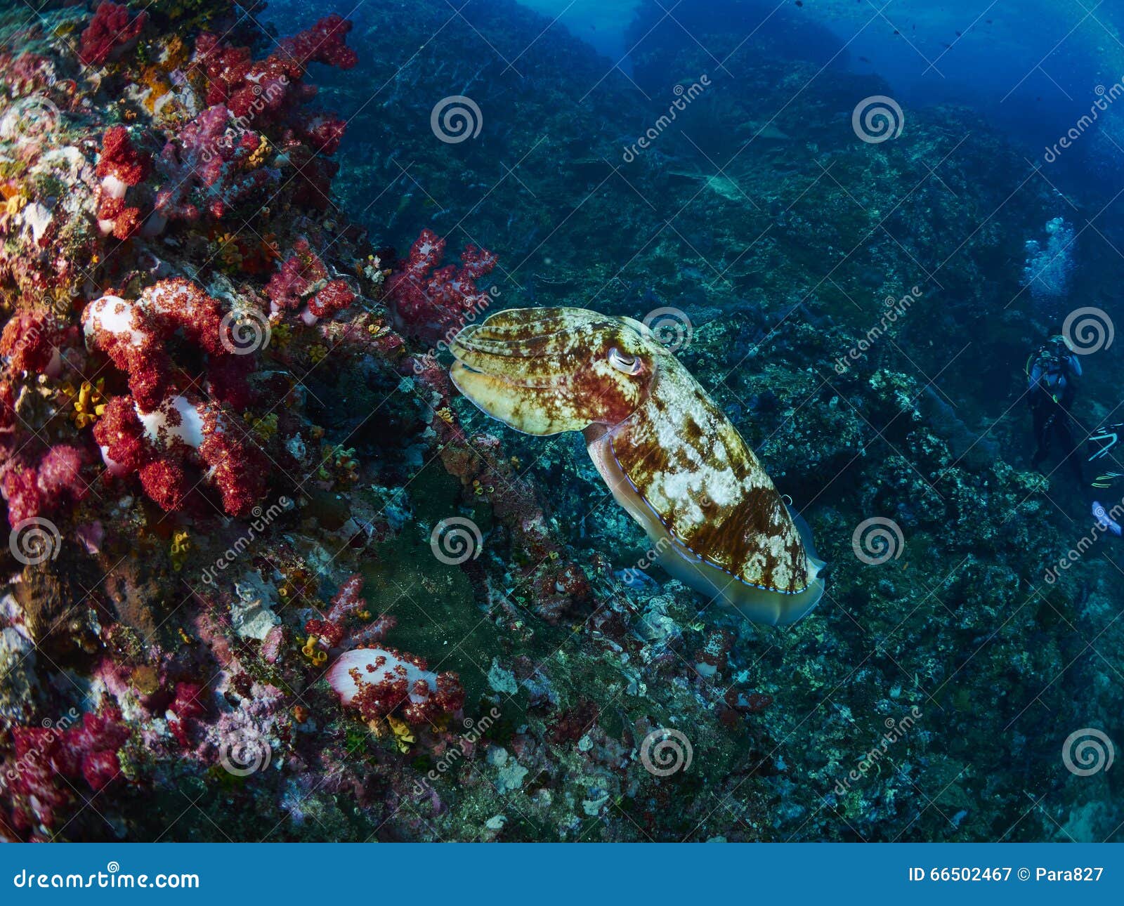 Hooded Cuttlefish stock image. Image of egypt, beautiful - 66502467