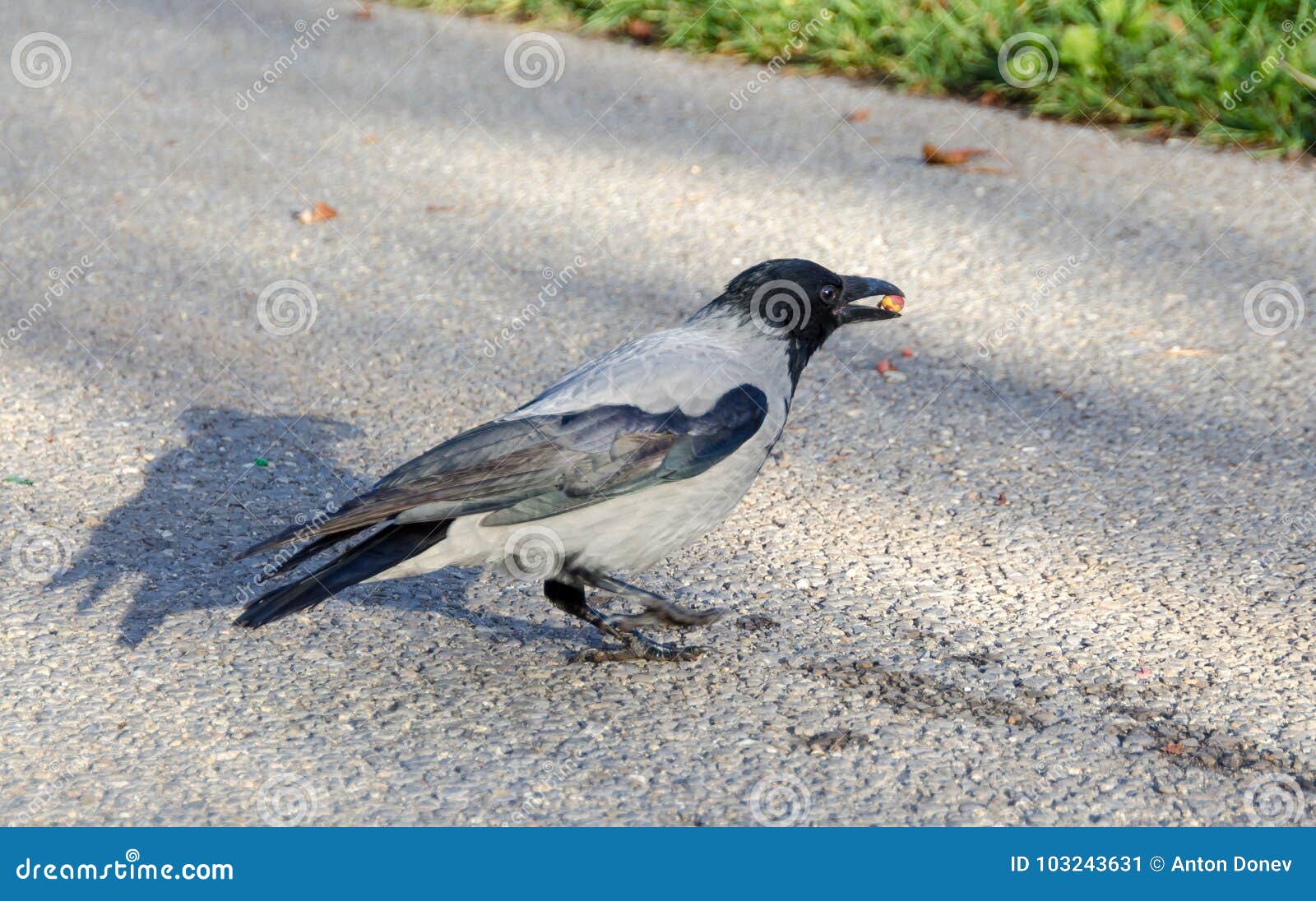 Hooded grey crow stock image. Image of animal, color - 103243631