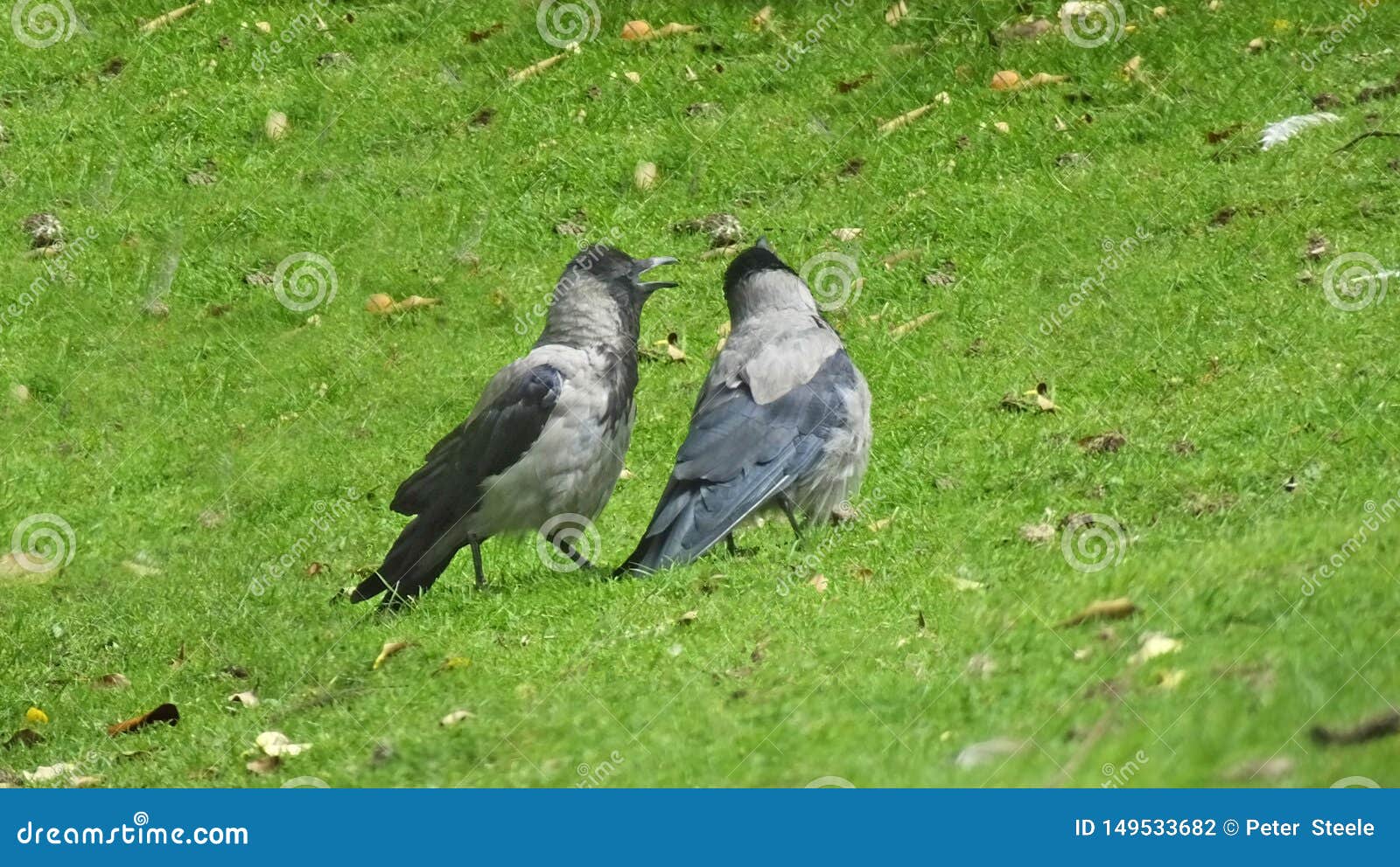 Hooded Grey Crows Fighting in Field Editorial Photography - Image of ...