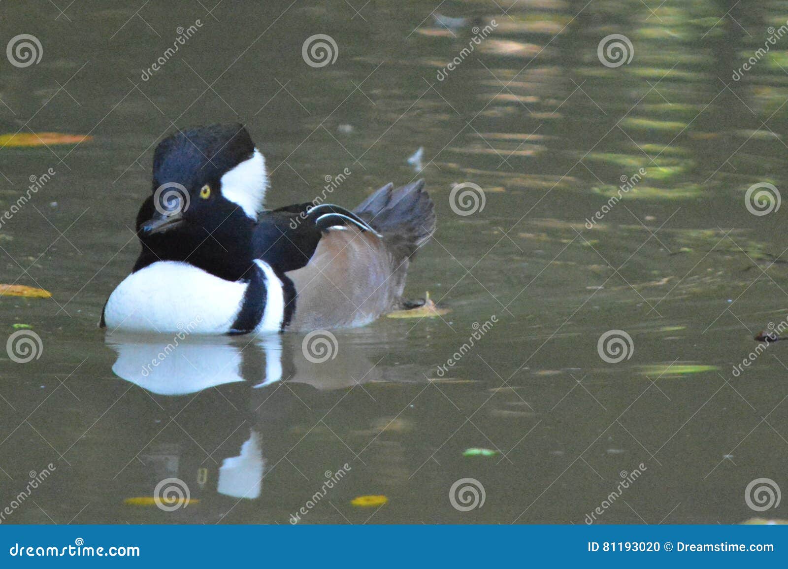 Royalty Free Images, Cartoons, Illustrations And Photos Designed By ...