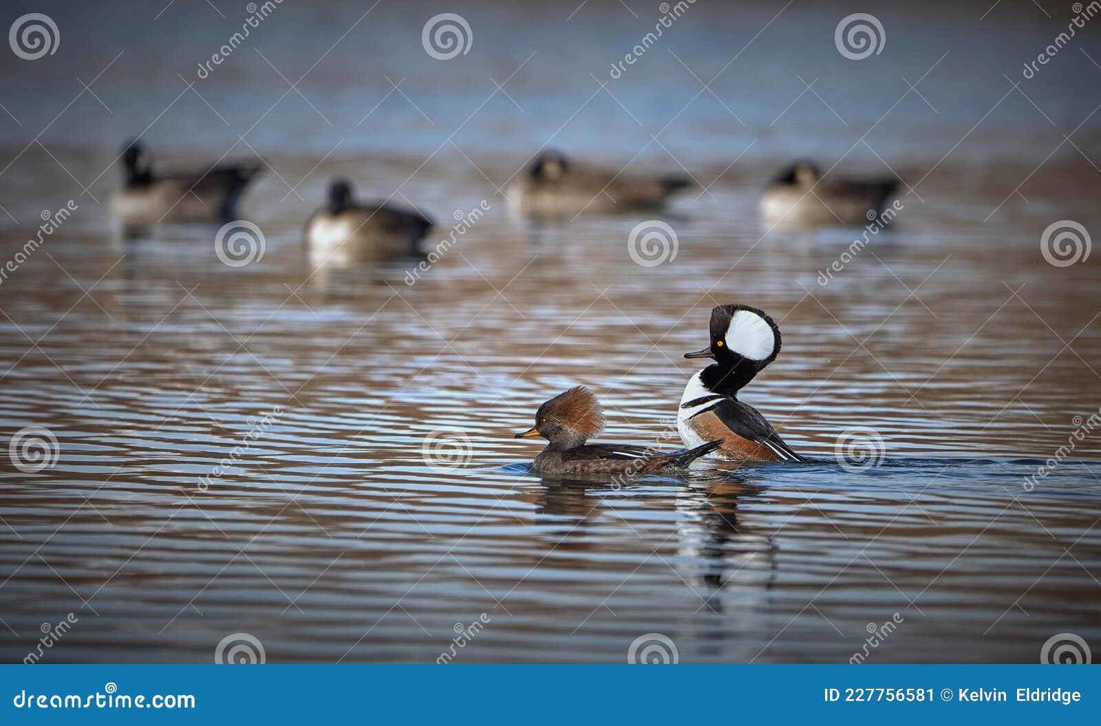 Hooded Merganser with Hen Practicing Courtship Stock Image - Image of ...