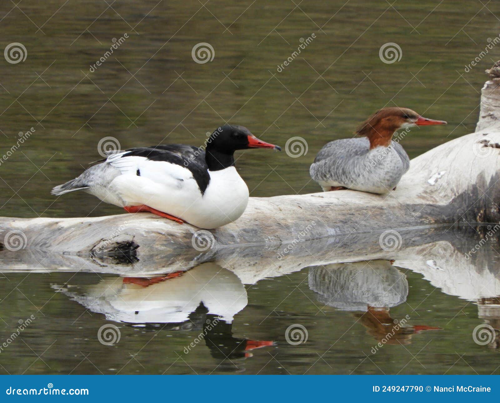 Common Merganser Duck Pair Rest on Lake Driftwood Stock Photo - Image ...