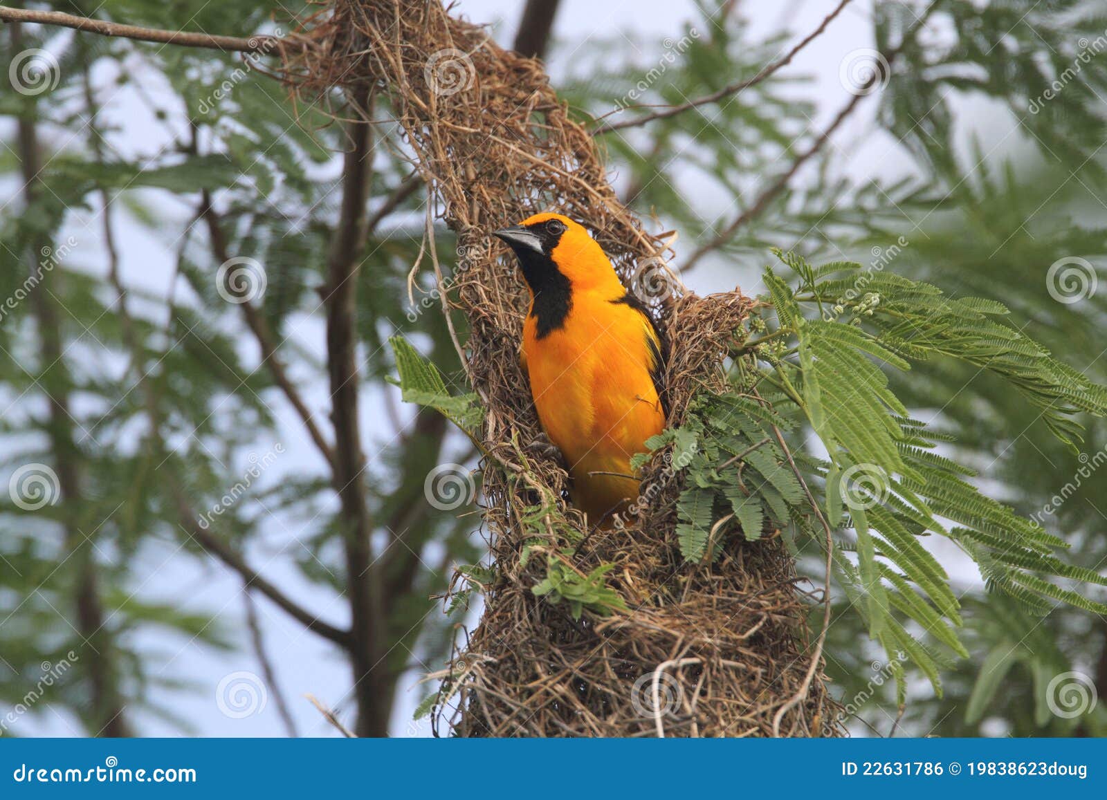 Hooded Oriole stock photo. Image of hooded, oriole, limb - 22631786