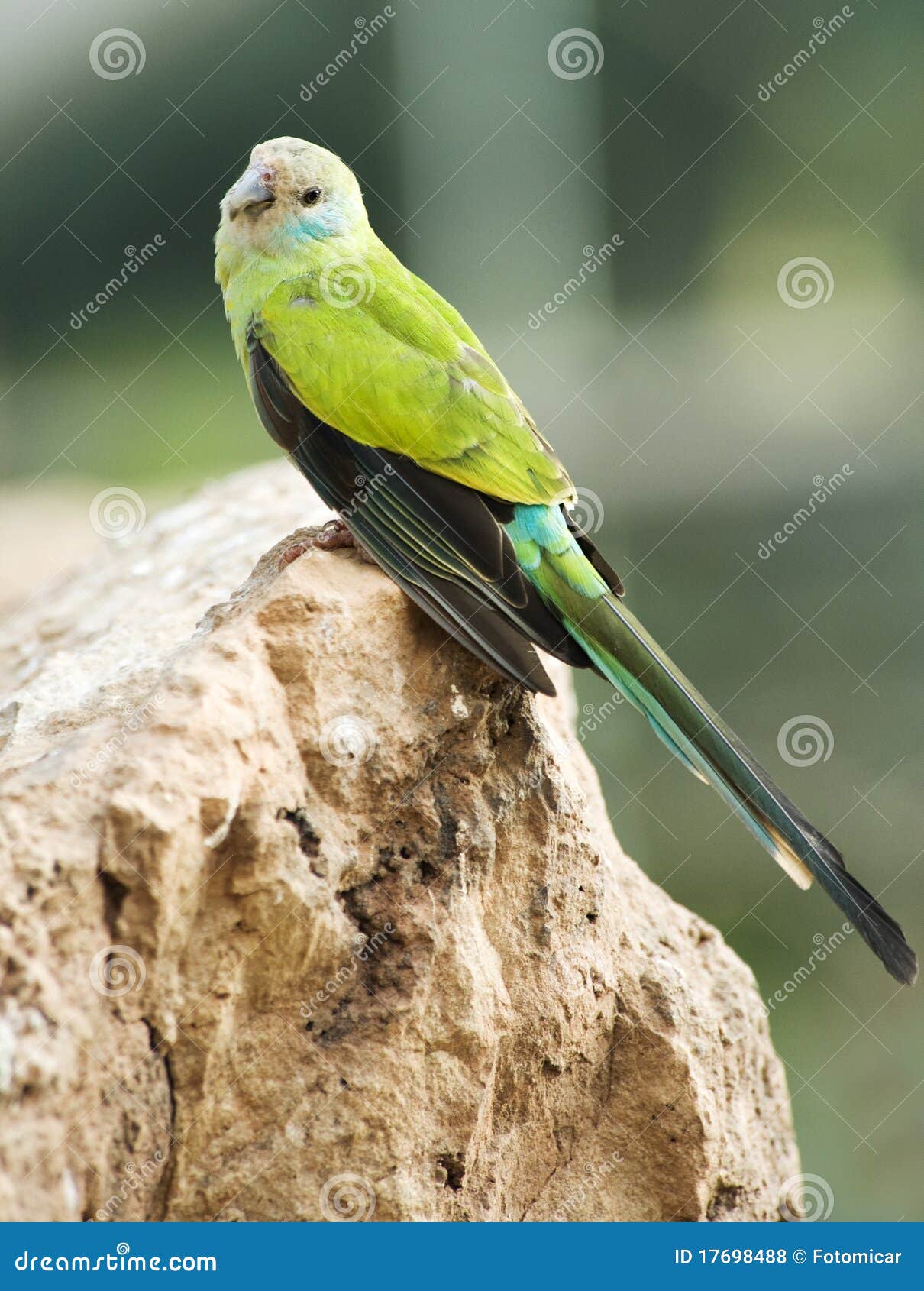 Hooded Parrot stock photo. Image of tail, parrot, black - 17698488