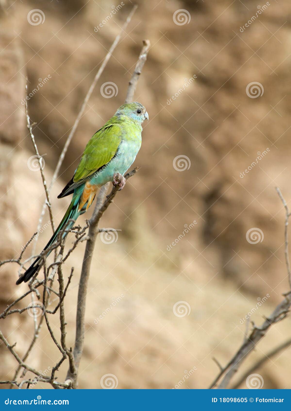Hooded Parrot stock image. Image of parrot, eyes, long - 18098605