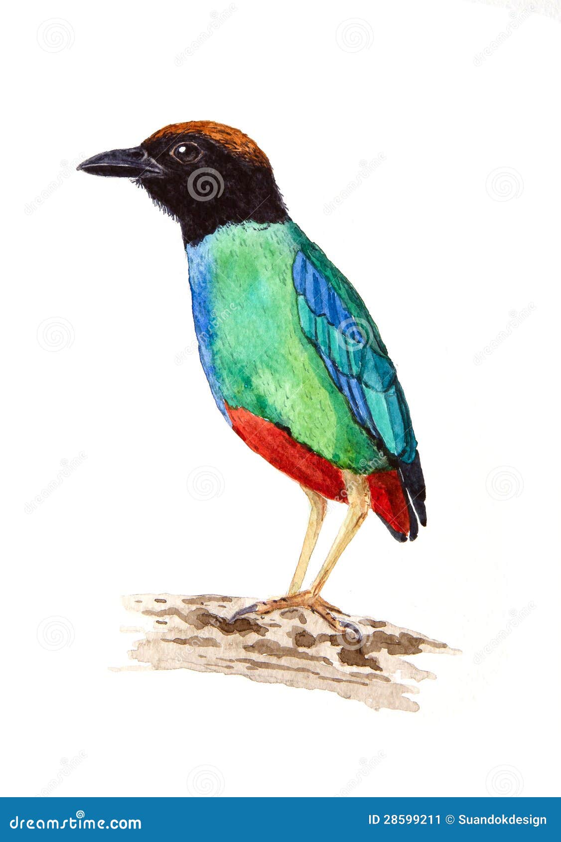 Hooded Pitta Bird Learn To Draw Vector | CartoonDealer.com #63668670
