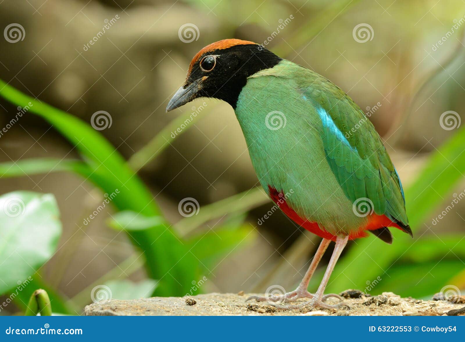 Hooded pitta stock image. Image of green, sordida, bird - 63222553