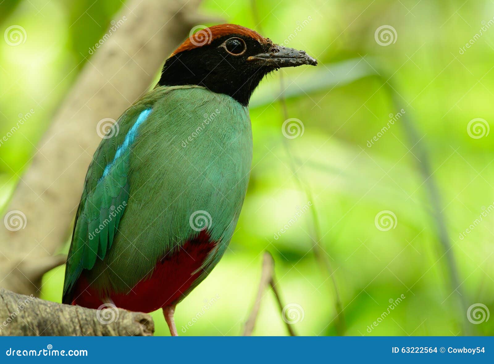Hooded pitta stock photo. Image of wings, birding, birder - 63222564