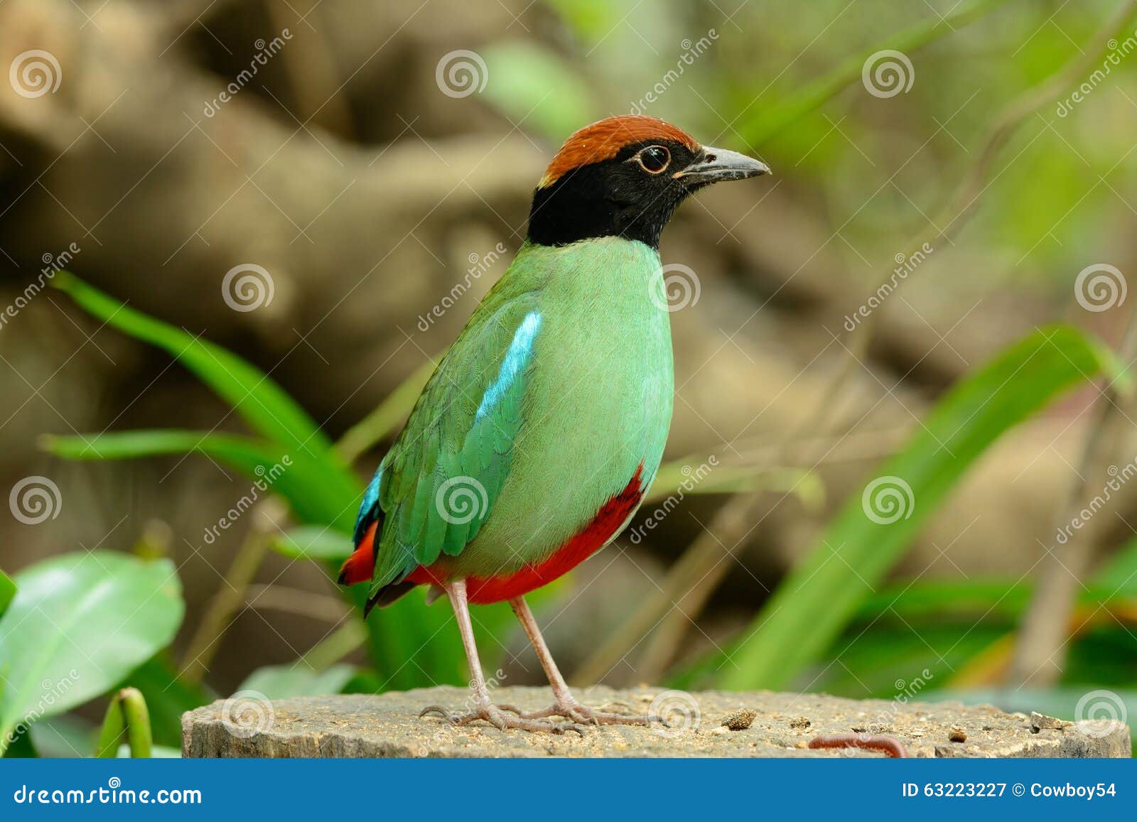 Hooded pitta stock image. Image of wild, beauty, bird - 63223227