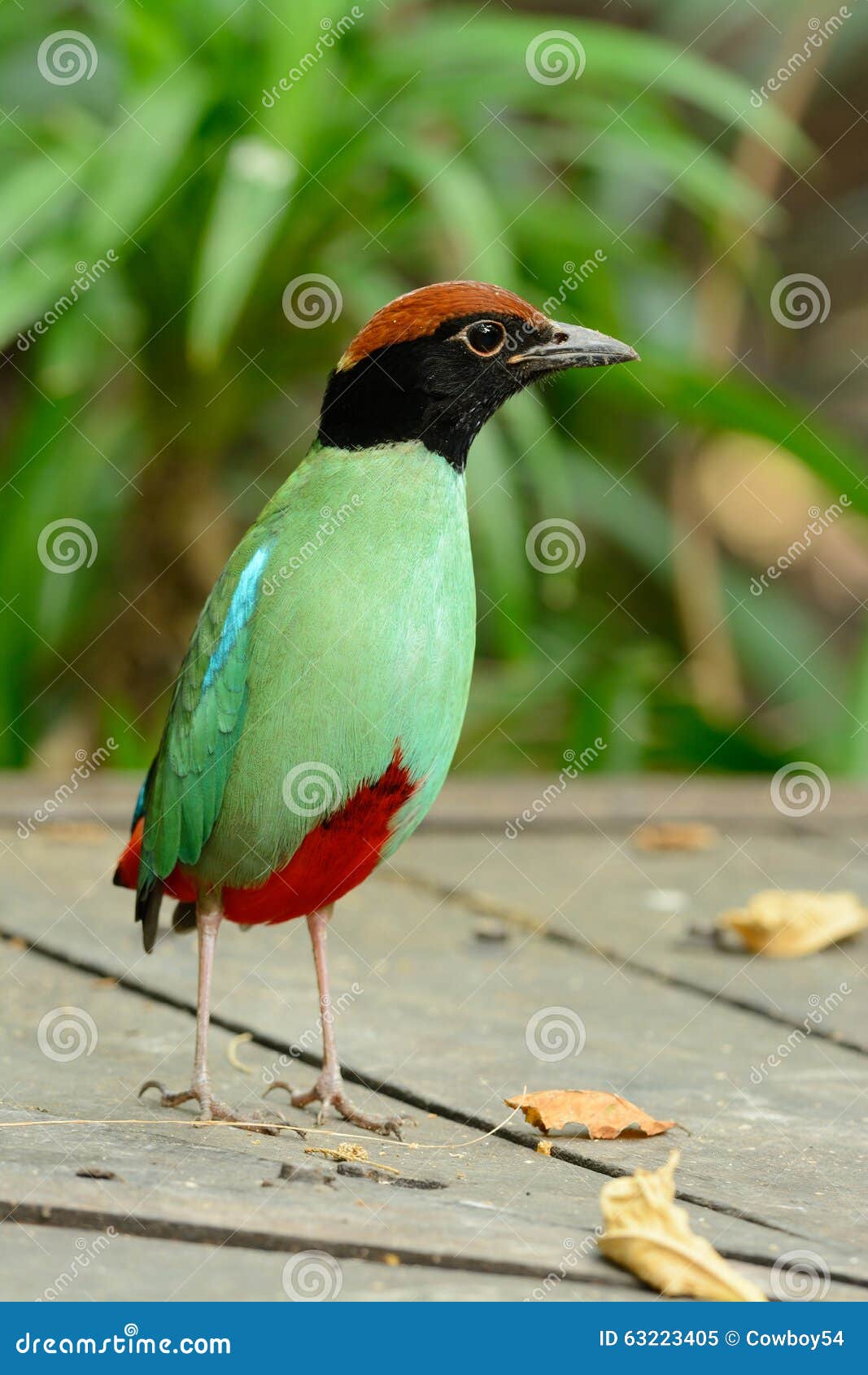 Hooded pitta stock image. Image of forest, colourful - 63223405