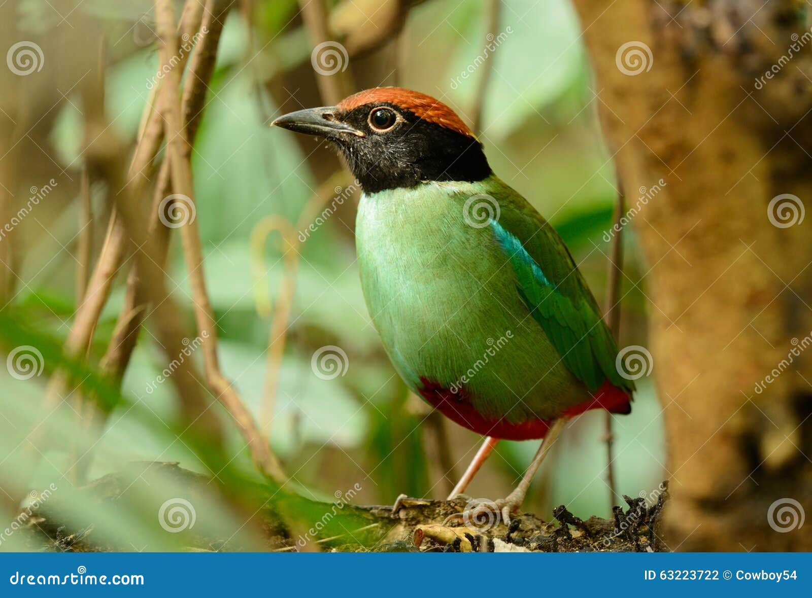 Hooded pitta stock photo. Image of pitta, tropical, wilderness - 63223722