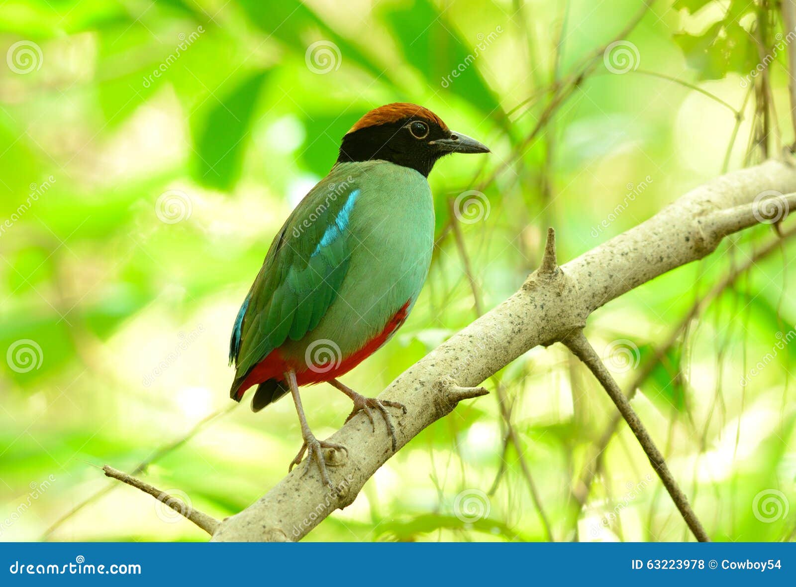 Hooded pitta stock photo. Image of natural, wild, birds - 63223978