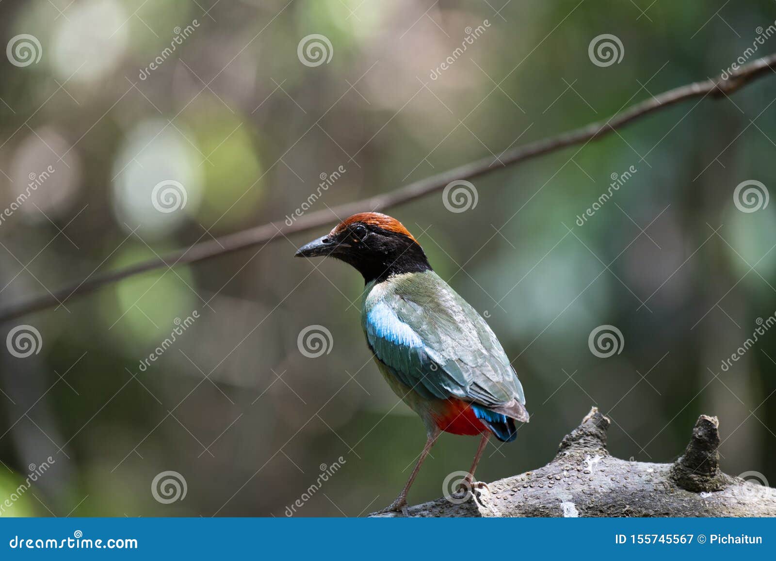 Hooded pitta stock image. Image of standing, chestnut - 155745567