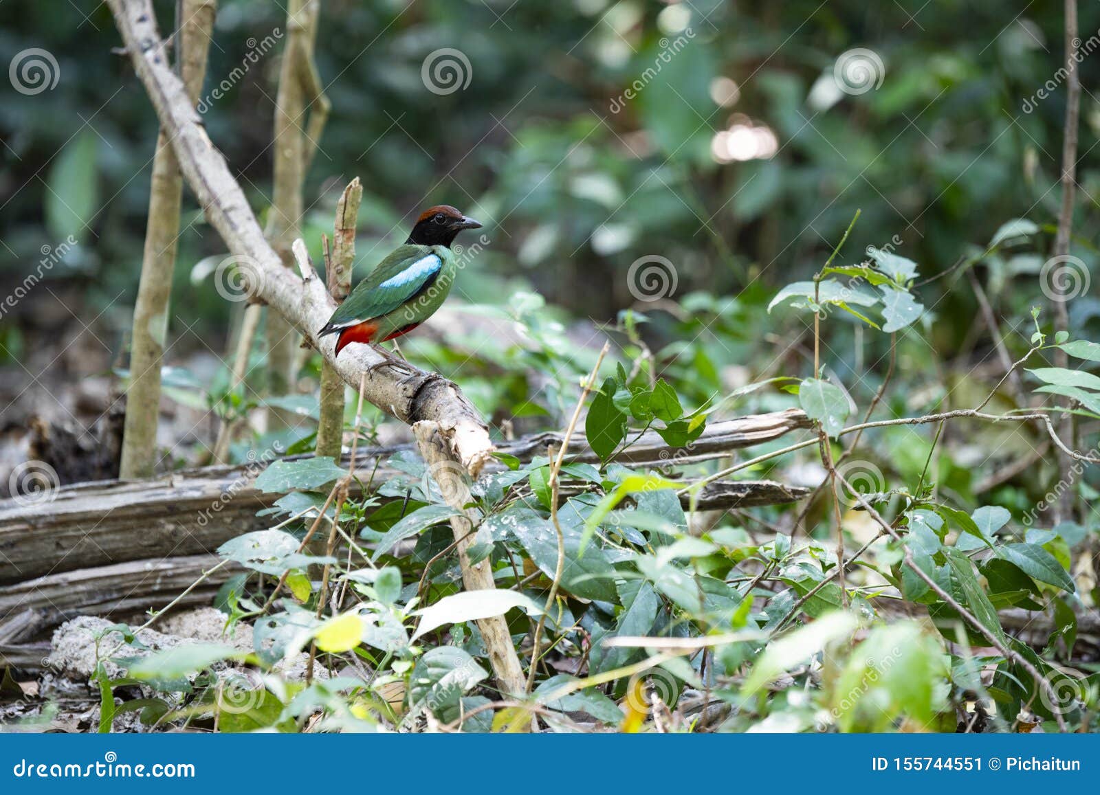 Hooded pitta stock image. Image of pitta, bird, crown - 155744551