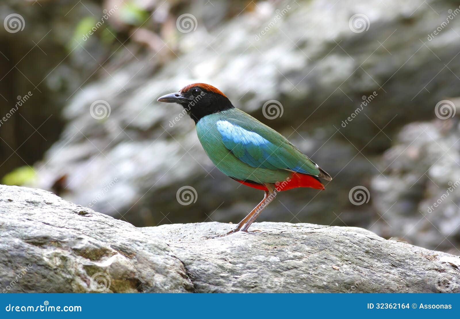 Hooded Pitta Pitta sordida stock photo. Image of outdoors - 32362164
