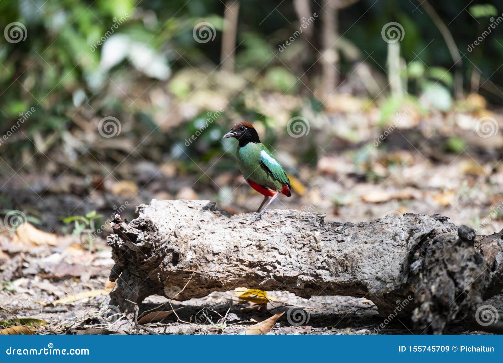 Hooded pitta stock image. Image of black, bird, territorial - 155745709
