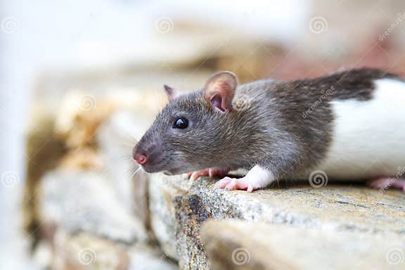 Hooded rat stock image. Image of creature, sweet, pest - 18505521