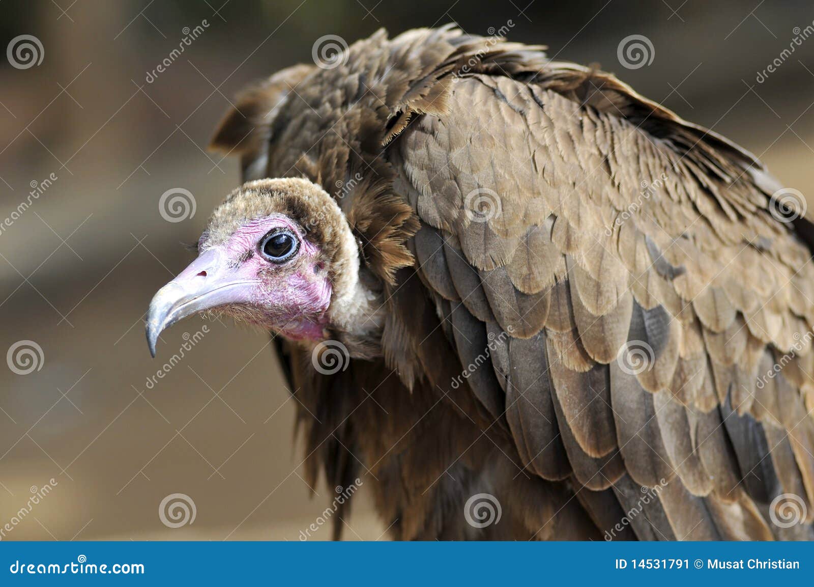 Hooded Vulture stock image. Image of brown, plumage, scavenger - 14531791