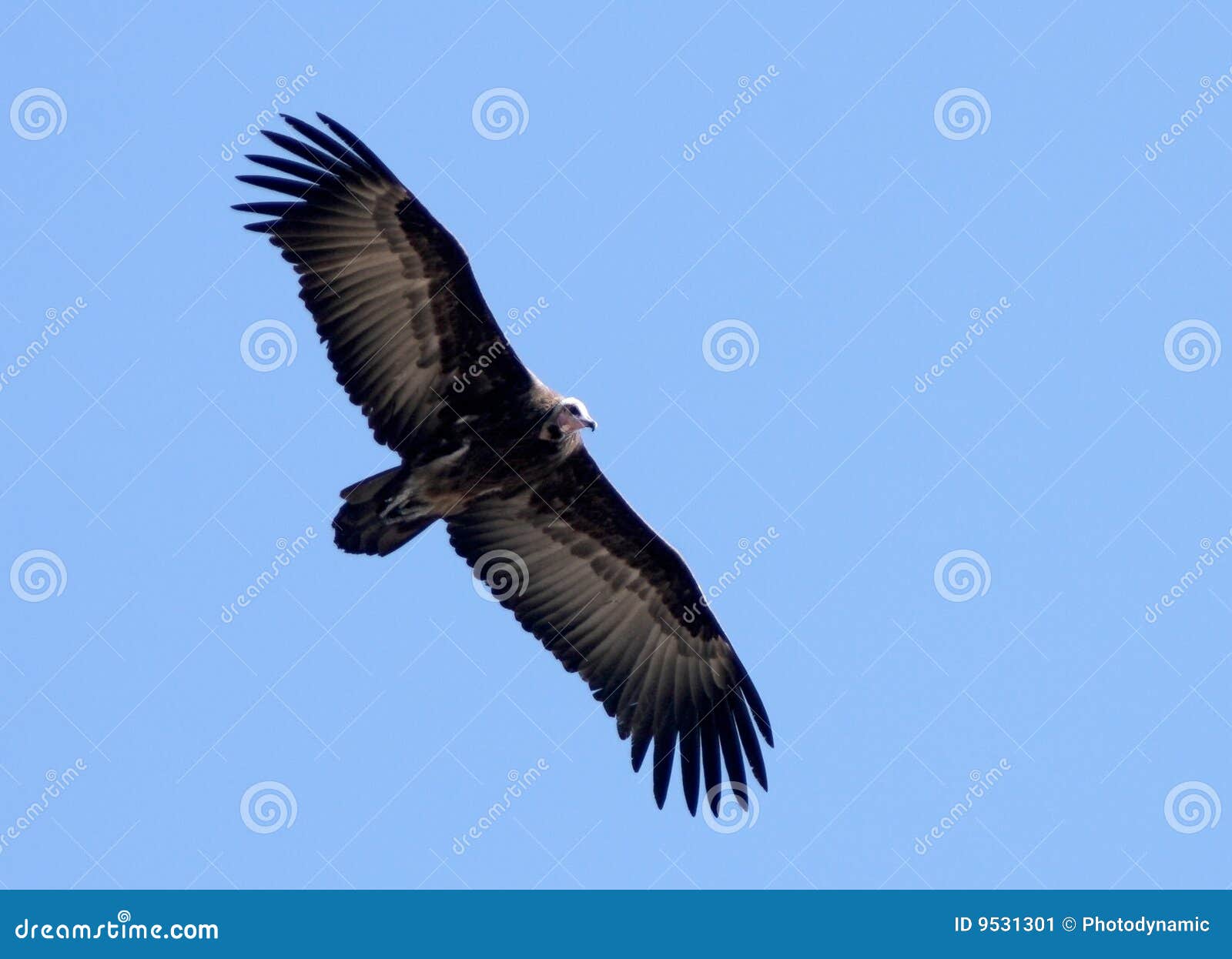 Hooded vulture in flight stock image. Image of vulture - 9531301