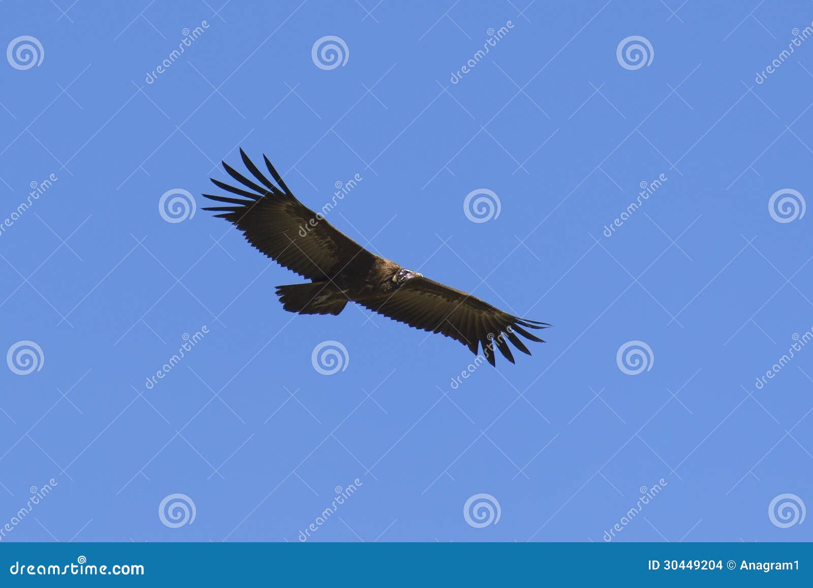 Hooded vulture in flight stock photo. Image of animal - 30449204