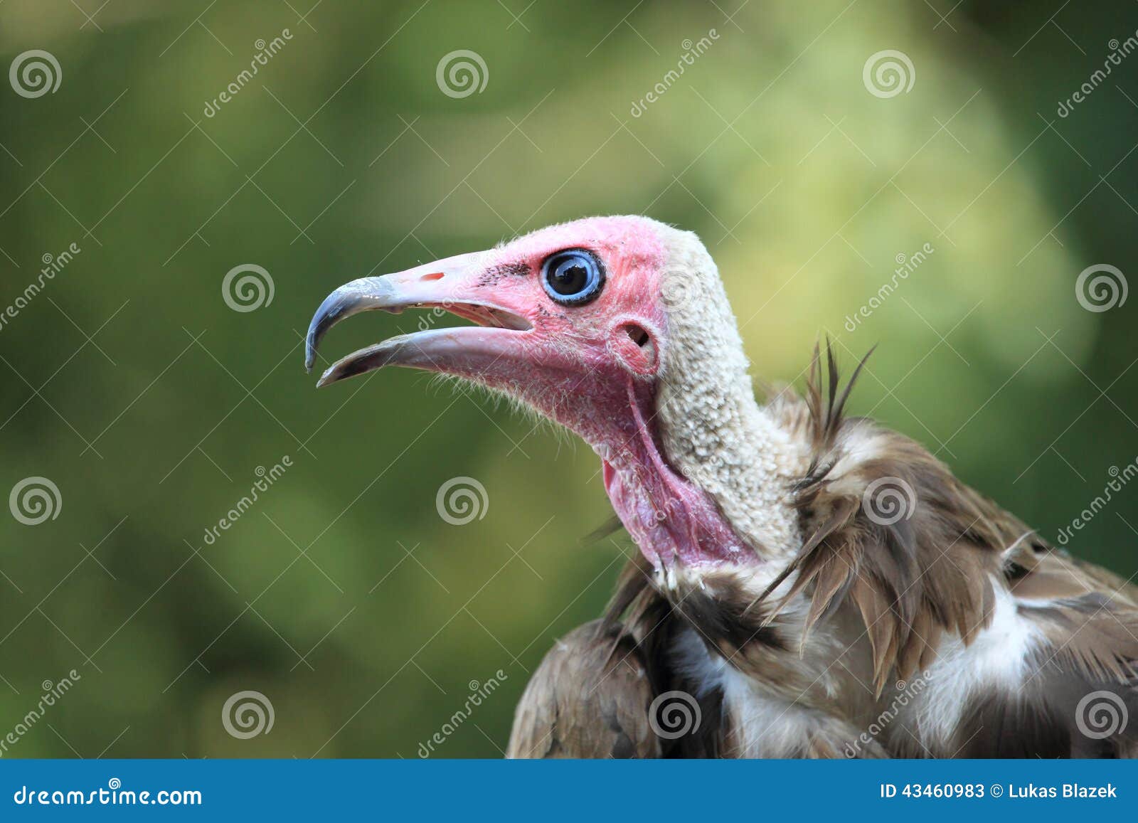Hooded vulture stock image. Image of nature, monachus - 43460983