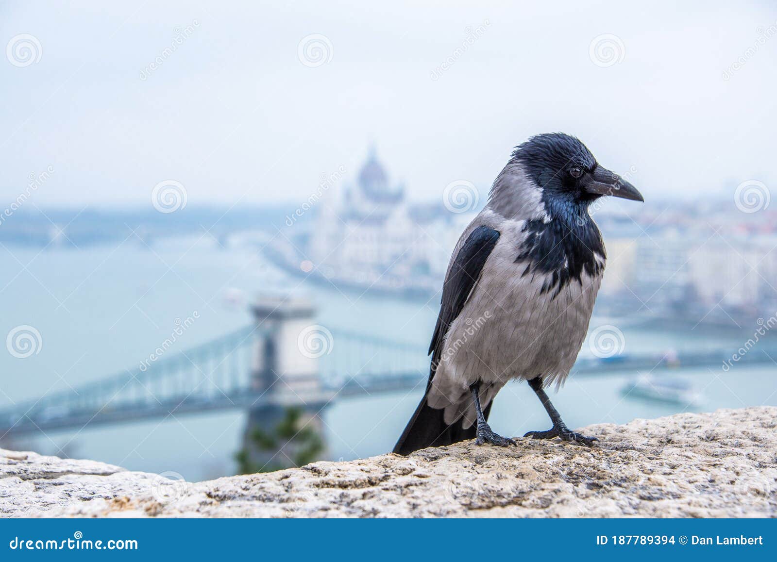 Hooded Crow Standing in Front of Hungarian Budapest Stock Photo - Image ...
